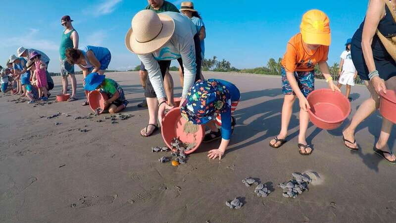 Ixtapa-Zihuatanejo: Turtle Release Tour. - Engaging Meta Description