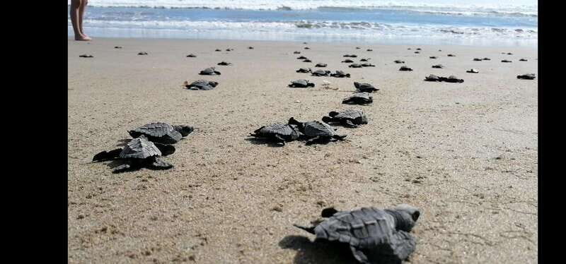 Ixtapa-Zihuatanejo: Turtle Release Tour. - Introduction: Why This Turtle Release Tour Is Worth Considering