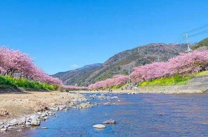 Izu Private Car Tour to Cherry Blossoms, Plum Blossoms from Tokyo - Authentic Experiences and Traveler Insights