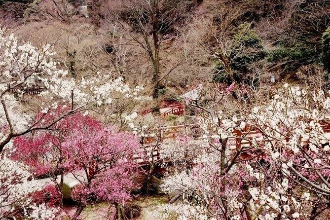 Izu Private Car Tour to Cherry Blossoms, Plum Blossoms from Tokyo - The Sum Up