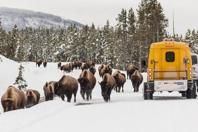 Jackson 4-Day and 3-Night Grand Teton and Yellowstone Winter Tour - Day 1: Wildlife and Elk Refuge in Jackson Hole