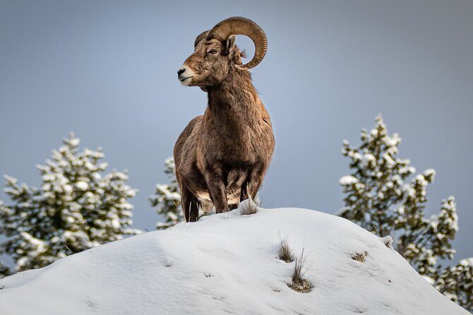 Jackson 4-Day and 3-Night Grand Teton and Yellowstone Winter Tour - Day 2: From Elk to Yellowstone via Grand Teton