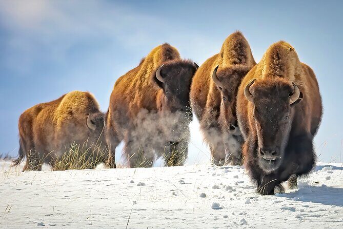 Jackson 4-Day and 3-Night Grand Teton and Yellowstone Winter Tour - Day 4: Exploring and Returning