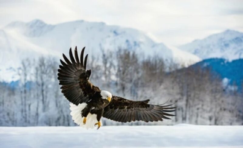 Jackson: 4-Day Grand Teton & Yellowstone Winter Tour - Key Points