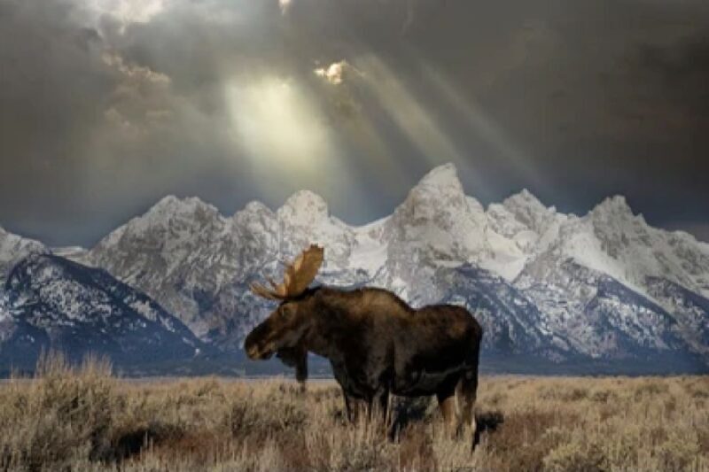 Jackson: 4-Day Grand Teton & Yellowstone Winter Tour - Introduction: Who Is This Tour For?