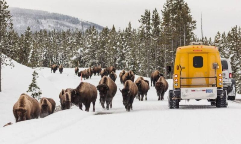Jackson: 4-Day Grand Teton & Yellowstone Winter Tour - Whats Included and Whats Not