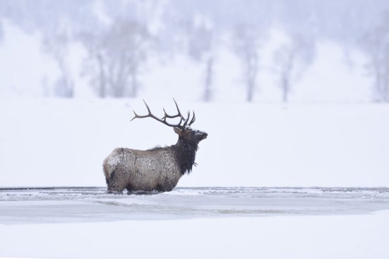Jackson: 4-Day Grand Teton & Yellowstone Winter Tour - Transportation and Group Size