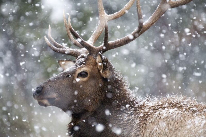 Jackson: 4-Day Grand Teton & Yellowstone Winter Tour - Weather and Packing Tips