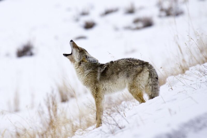 Jackson: 4-Day Grand Teton & Yellowstone Winter Tour - Authentic Feedback and Highlights