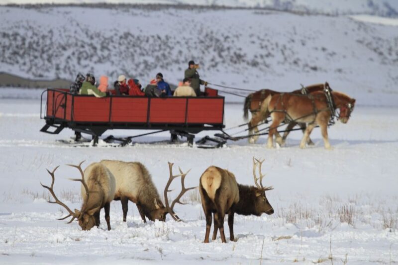 Jackson: 4-Day Grand Teton & Yellowstone Winter Tour - Who Will Love This Tour?