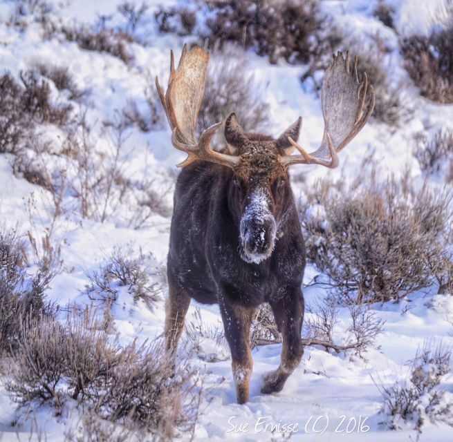 Jackson: Grand Teton and National Elk Refuge Winter Day Trip - FAQ