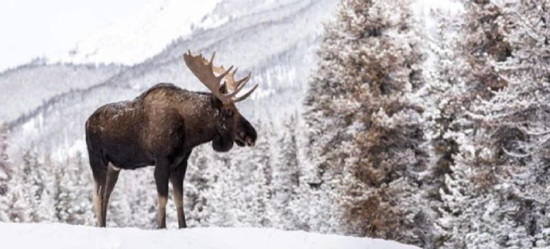 Jackson: Grand Teton and National Elk Refuge Winter Day Trip - Wrapping It Up