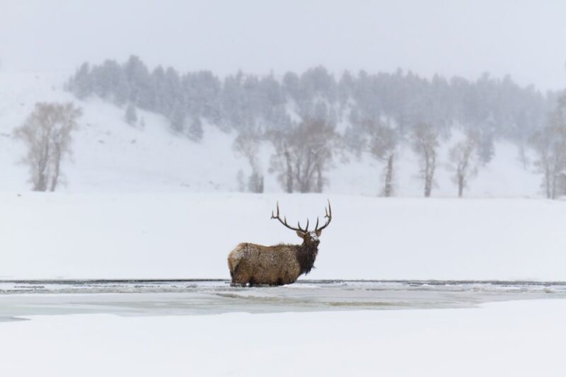 Jackson: Grand Teton, Bighorn Sheep, and Petroglyphs Tour - Setting the Stage: What to Expect from the Tour