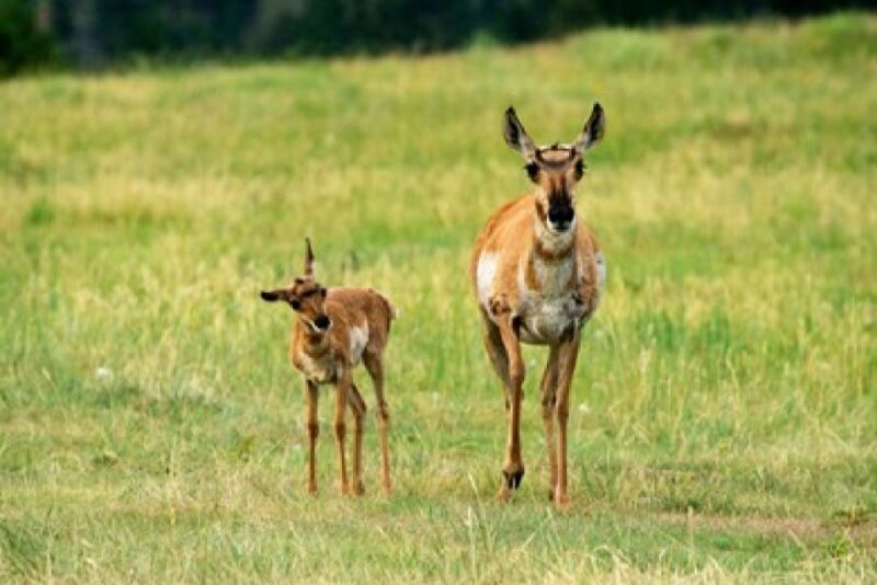Jackson: Grand Teton National Park Guided Wildlife Tour - What Makes This Wildlife Tour Stand Out
