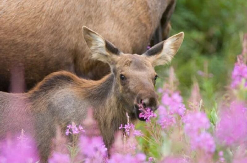 Jackson: Grand Teton National Park Guided Wildlife Tour - The Vehicle and Comfort