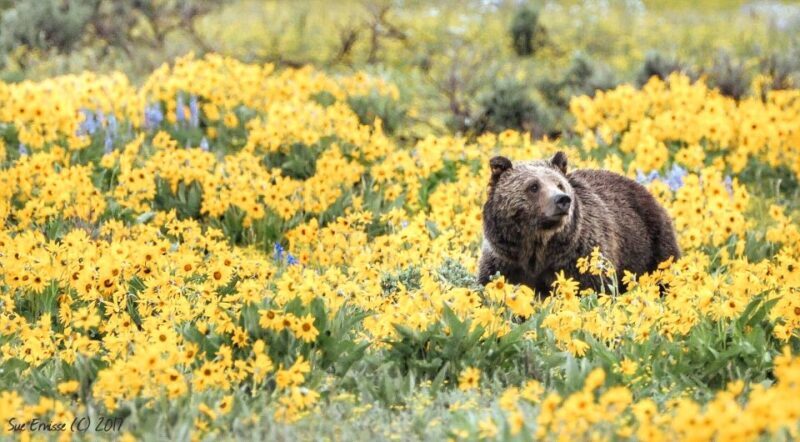 Jackson: Grand Teton National Park Guided Wildlife Tour - Duration and Practical Tips