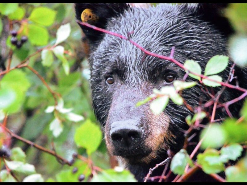Jackson: Grand Teton National Park Guided Wildlife Tour - Who Should Book This Tour?