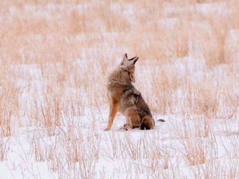 Jackson: Grand Teton National Park Guided Wildlife Tour - Final Thoughts