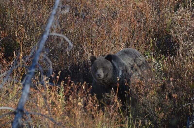 Jackson: Grand Teton National Park - Van Tour - Why This Tour Works Well