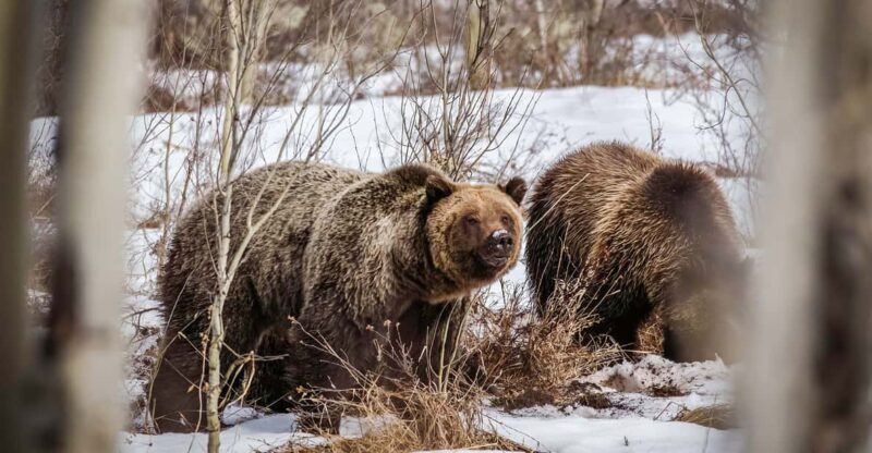 Jackson: Grand Teton Sunrise Safari with Naturalist Guide - A Closer Look at the Tour Experience
