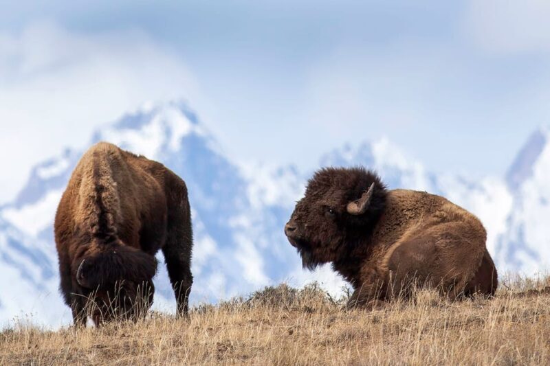 Jackson: Grand Teton Sunrise Safari with Naturalist Guide - FAQ