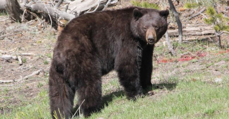 Jackson Hole 2-Day Private Safari: Yellowstone Loops Tour - Analyzing the Tour Itinerary and Experience
