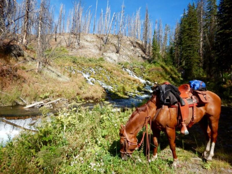 Jackson Hole: Dinner Cookout & Bridger-Teton Horseback Ride - A Genuine Wyoming Cowboy Experience