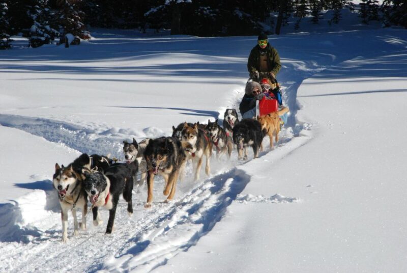 Jackson Hole: Dogsledding Tour with Hot Chocolate - Key Points