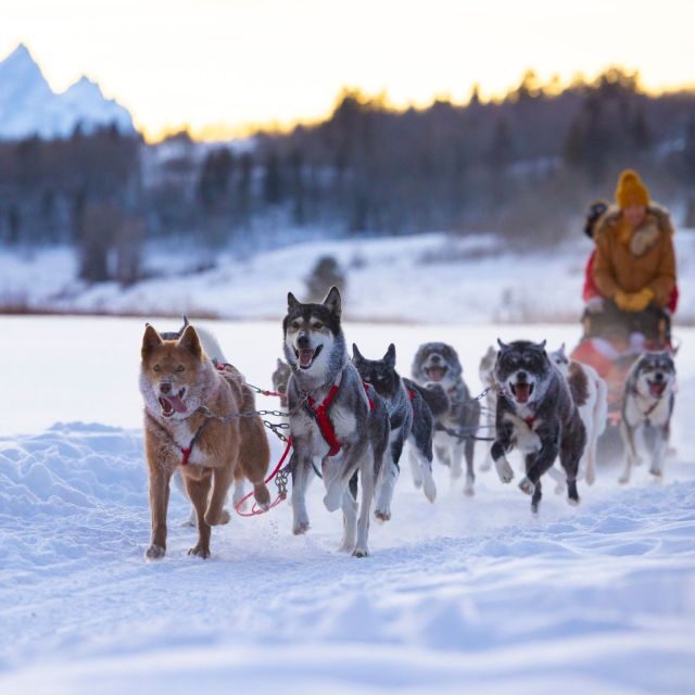 Jackson Hole: Dogsledding Tour with Hot Chocolate - Logistical Details and Practicalities