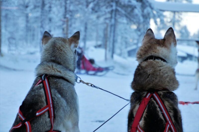 Jackson Hole: Dogsledding Tour with Hot Chocolate - Final Thoughts
