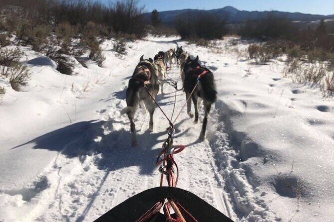 Jackson Hole Full-Day Dog Sledding and Snowmobiling Combo Trip - Price and Value Analysis