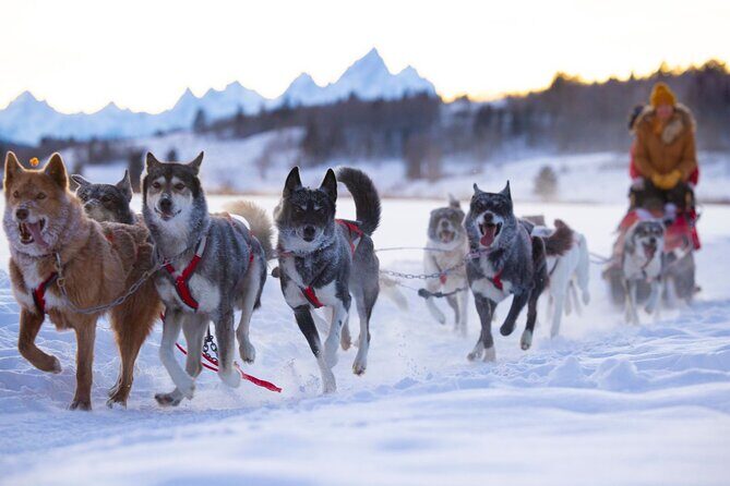 Jackson Hole Full-Day Dog Sledding and Snowmobiling Combo Trip - The Sum Up: Who Should Consider This Tour?