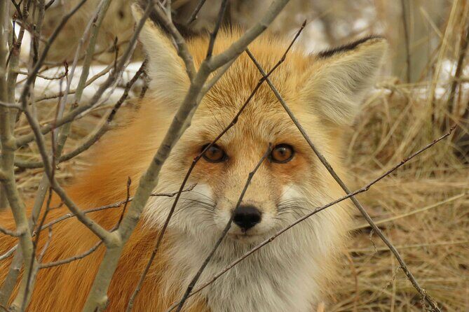 Jackson Hole & Grand Teton Park - Full-Day Wildlife Tour - An Overview of the Full-Day Wildlife Adventure
