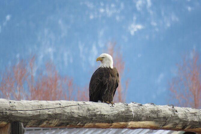 Jackson Hole & Grand Teton Park - Full-Day Wildlife Tour - Detailed Breakdown of the Itinerary