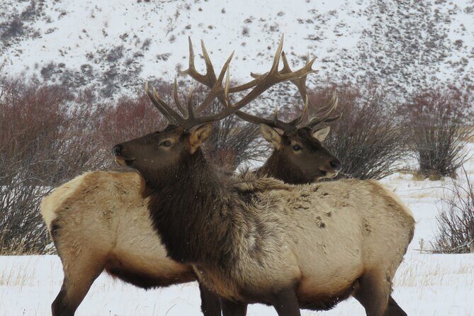 Jackson Hole & Grand Teton Park - Full-Day Wildlife Tour - Pricing and Value