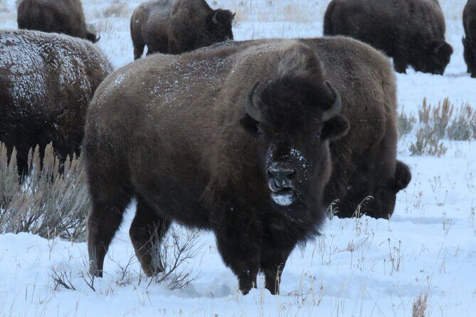 Jackson Hole & Grand Teton Park - Full-Day Wildlife Tour - Final Thoughts