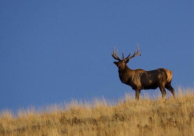 Jackson Hole & Grand Teton Park - Half-Day Wildlife Tour - Morning - Key Points