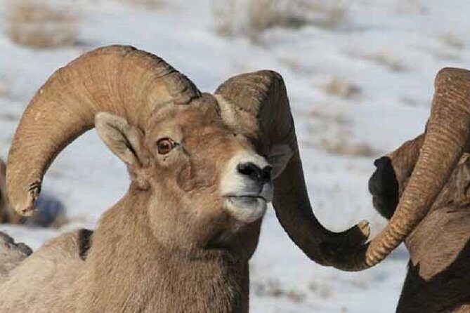 Jackson Hole & Grand Teton Park - Half-Day Wildlife Tour - Morning - In-Depth Look at the Experience