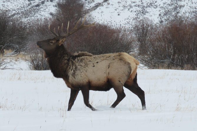 Jackson Hole & Grand Teton Park - Half-Day Wildlife Tour - Morning - FAQ