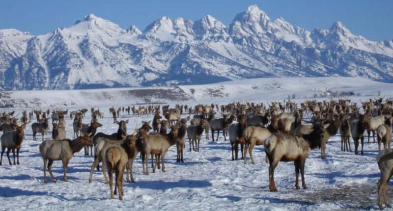 Jackson Hole: National Elk Refuge Sleigh Ride - Introduction