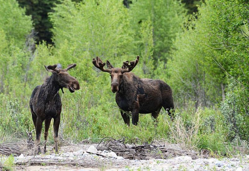 Jackson Hole: Snake River Scenic Float Tour with Chairs - An Authentic and Relaxing Way to Experience Jackson Hole