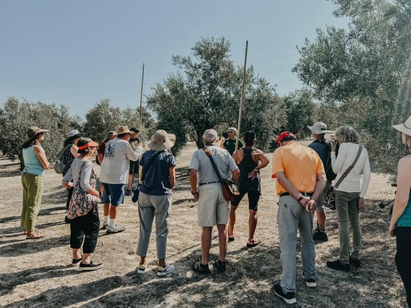 Jaén: Guided Olive Grove Tour - Key Points