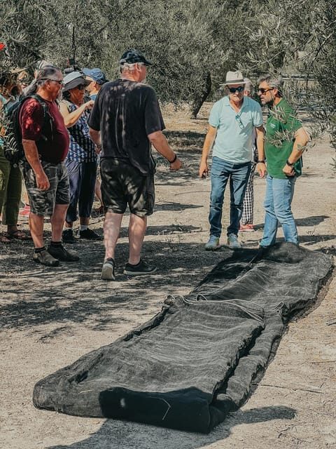 Jaén: Guided Olive Grove Tour - The Details: What Makes This Tour Stand Out