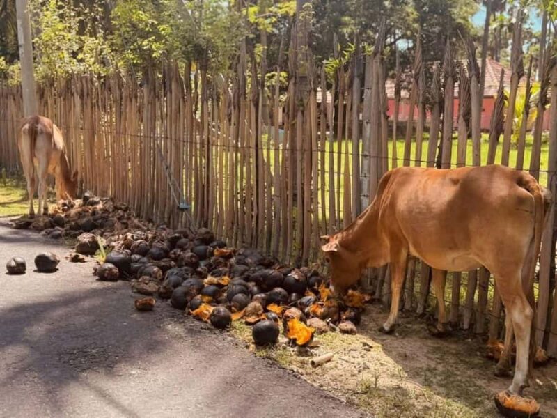 Jaffna City Tuk Tuk Adventure  Explore Like a Local! - Key Points