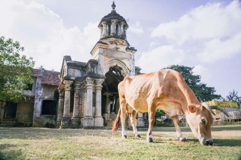 Jaffna City Tuk Tuk Adventure  Explore Like a Local! - Introduction to the Jaffna Tuk Tuk Adventure
