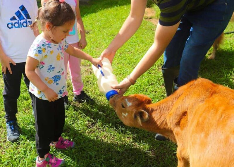 Jaffna: Cow Milking and Dairy Farm Experience - Key Points