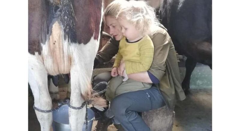 Jaffna: Cow Milking and Dairy Farm Experience - A Genuine Look at the Dairy Experience in Jaffna