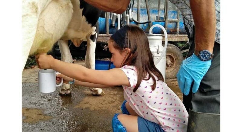 Jaffna: Cow Milking and Dairy Farm Experience - Authenticity and Local Flavor