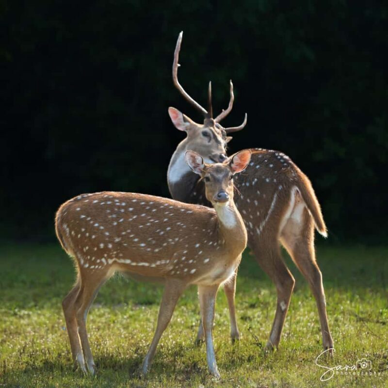 Jaffna: Guided Birdwatching Tour with Expert Naturalist - Key Points