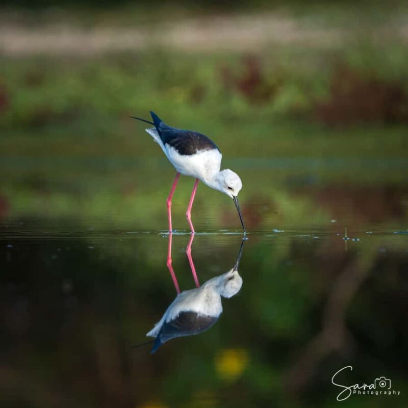 Jaffna: Guided Birdwatching Tour with Expert Naturalist - Introduction: What Makes This Birdwatching Tour Special?
